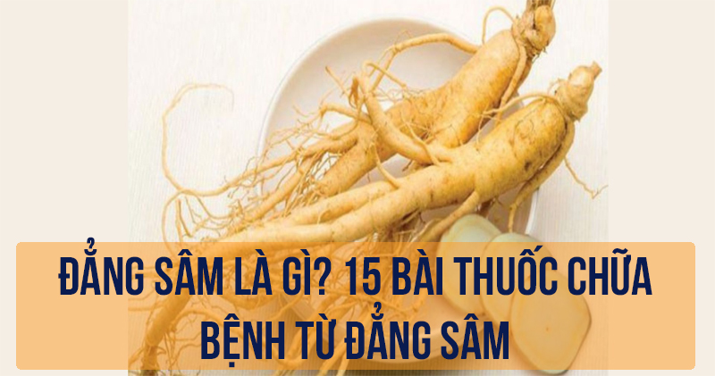 Đẳng sâm là gì? 15 Bài thuốc chữa bệnh từ đẳng sâm